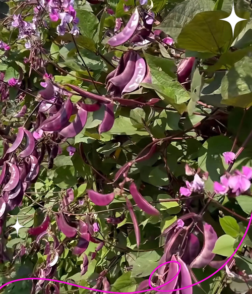 梅豆角图片长什么样_梅豆角和四季豆区别-第1张图片-山城妙识 梅豆角图片长什么样_梅豆角和四季豆区别-第1张图片-山城妙识