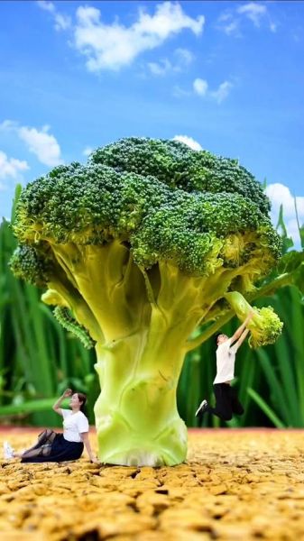 西兰花高清图片大全_西兰花怎么拍才好看-第2张图片-山城妙识 西兰花高清图片大全_西兰花怎么拍才好看-第2张图片-山城妙识