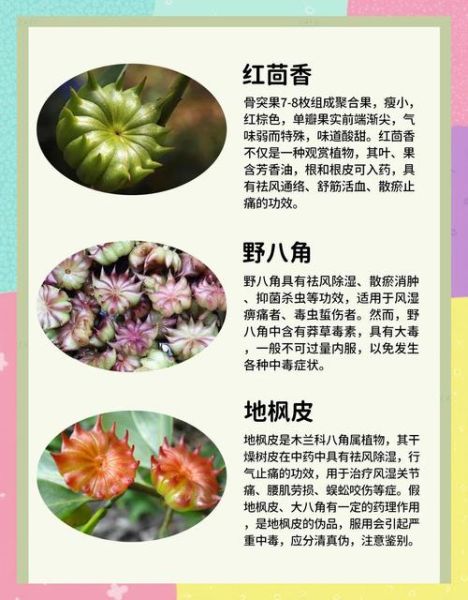 八角图片_八角真假辨别方法-第1张图片-山城妙识 八角图片_八角真假辨别方法-第1张图片-山城妙识