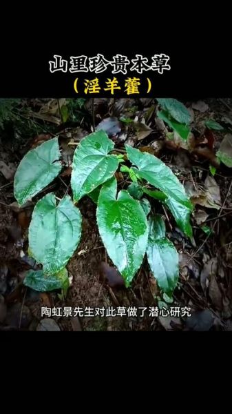 霪羊藿吃一次硬的_霪羊藿一次吃多少才有效-第3张图片-山城妙识