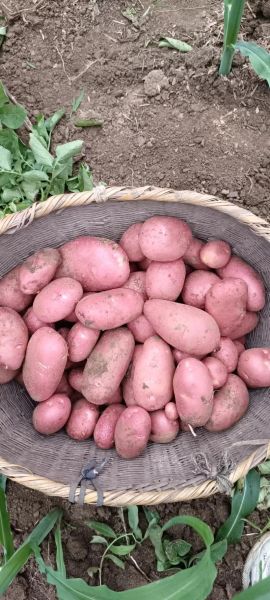 洋芋图片大全_洋芋品种有哪些-第2张图片-山城妙识