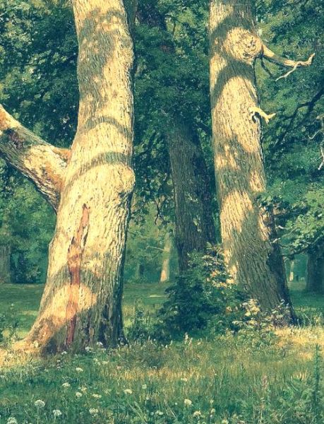 橡果树几年结果_橡果树怎么种植-第1张图片-山城妙识 橡果树几年结果_橡果树怎么种植-第1张图片-山城妙识