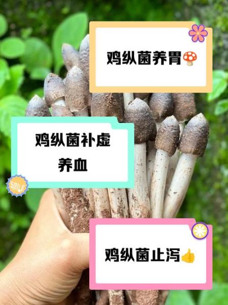 鸡菌肝是哪个部位_鸡菌肝有什么营养价值-第3张图片-山城妙识 鸡菌肝是哪个部位_鸡菌肝有什么营养价值-第3张图片-山城妙识