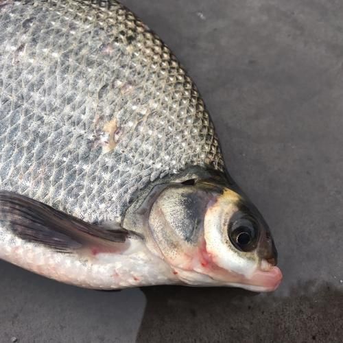 武汉武昌鱼哪里最正宗_武昌鱼为什么叫武昌鱼-第1张图片-山城妙识 武汉武昌鱼哪里最正宗_武昌鱼为什么叫武昌鱼-第1张图片-山城妙识