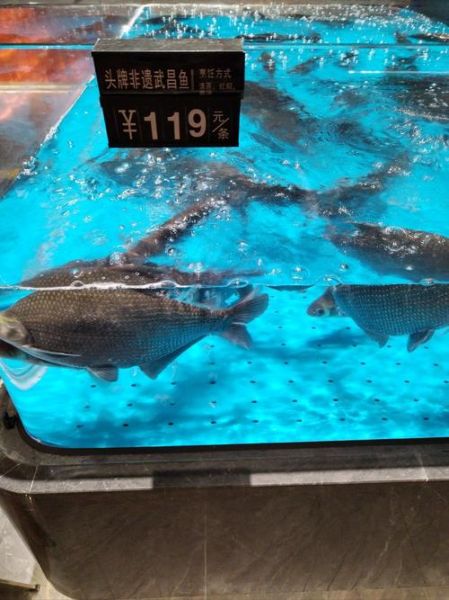 武汉武昌鱼哪里最正宗_武昌鱼为什么叫武昌鱼-第2张图片-山城妙识 武汉武昌鱼哪里最正宗_武昌鱼为什么叫武昌鱼-第2张图片-山城妙识