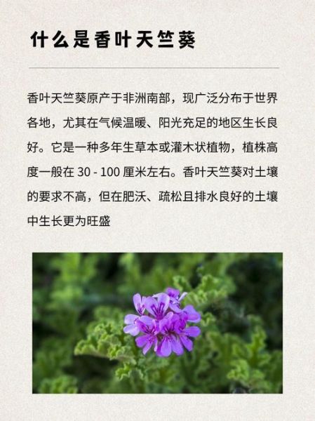香叶天竺葵怎么养_香叶天竺葵多久浇一次水-第2张图片-山城妙识 香叶天竺葵怎么养_香叶天竺葵多久浇一次水-第2张图片-山城妙识