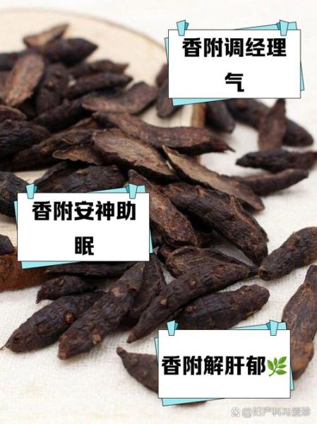 香附的功效与作用_香附如何调理月经-第3张图片-山城妙识 香附的功效与作用_香附如何调理月经-第3张图片-山城妙识