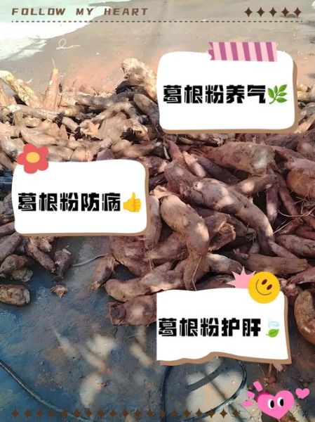 葛粉的作用与功效_葛粉的药用价值有哪些-第3张图片-山城妙识