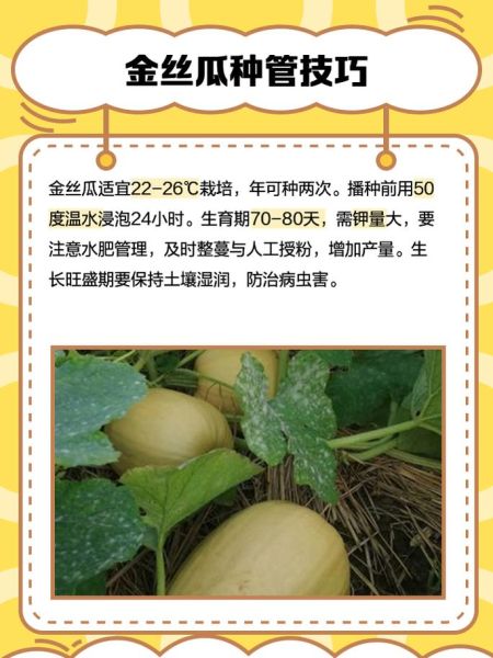 金丝瓜怎么做好吃_金丝瓜最简单的家常做法-第2张图片-山城妙识