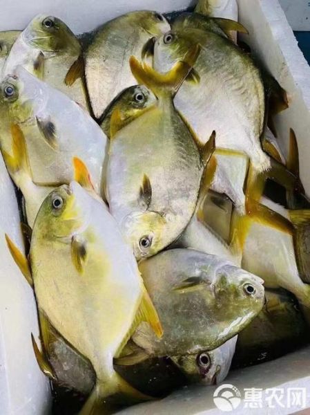 金昌鱼是海鱼吗_金昌鱼淡水还是海水-第3张图片-山城妙识