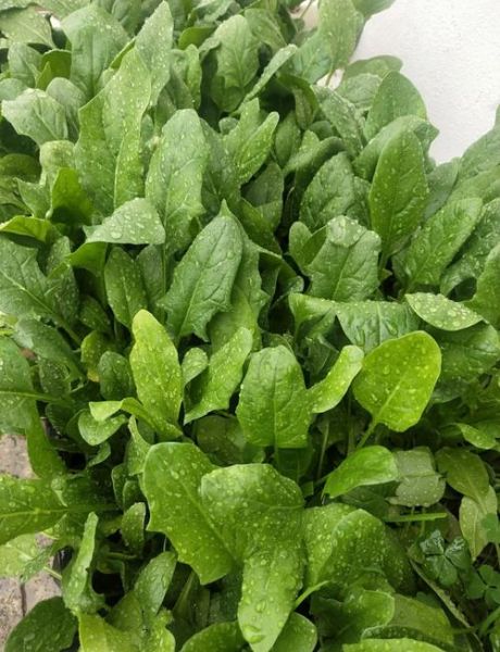 青菜品种大全图片_哪些青菜适合阳台种植-第1张图片-山城妙识