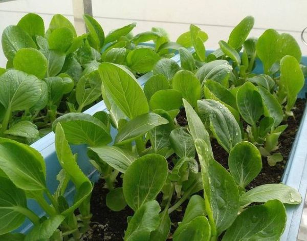 青菜品种大全图片_哪些青菜适合阳台种植-第3张图片-山城妙识