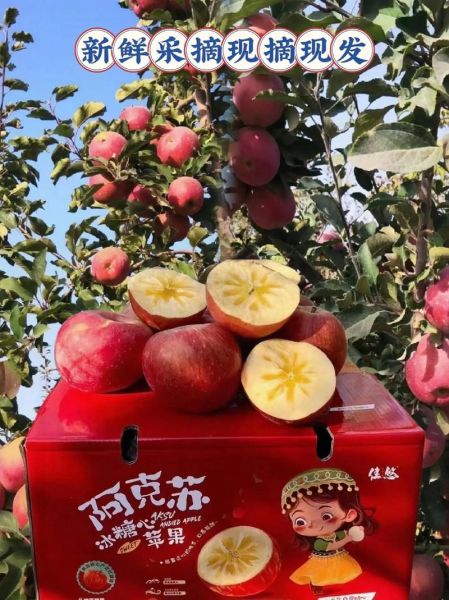 阿克苏苹果口感怎么样_阿克苏苹果为什么甜-第1张图片-山城妙识