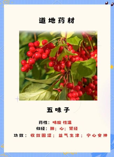 五味子怎么吃效果最好_五味子泡水一次放几颗-第2张图片-山城妙识
