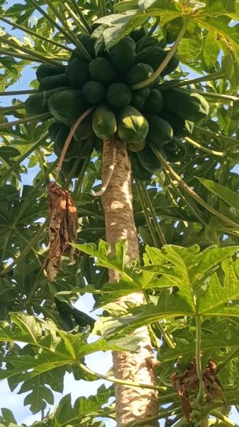 木瓜树图片大全_木瓜树长什么样-第1张图片-山城妙识 木瓜树图片大全_木瓜树长什么样-第1张图片-山城妙识