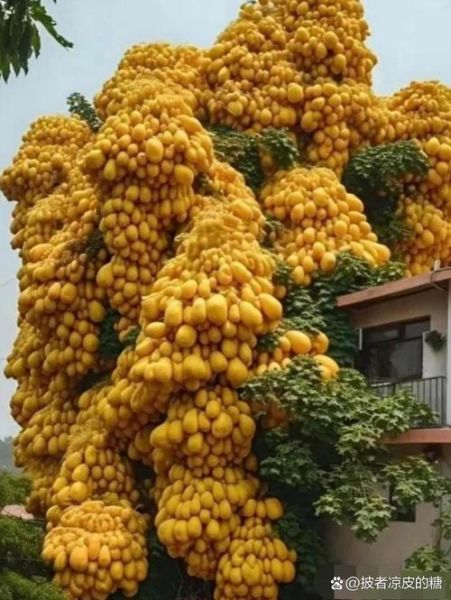 木瓜树图片大全_木瓜树长什么样-第2张图片-山城妙识 木瓜树图片大全_木瓜树长什么样-第2张图片-山城妙识