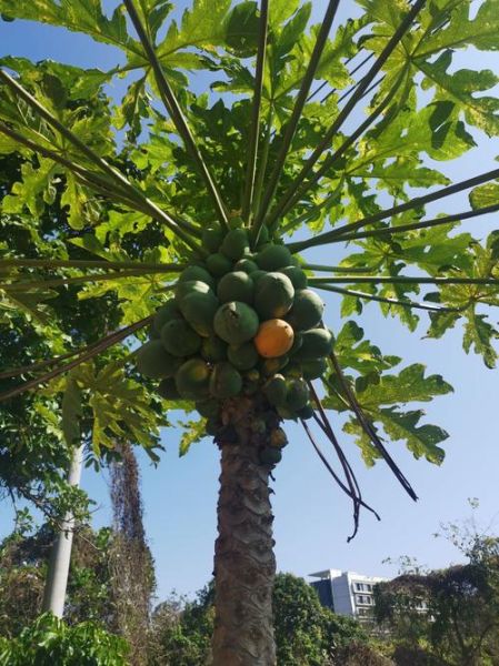 木瓜树图片大全_木瓜树长什么样-第3张图片-山城妙识 木瓜树图片大全_木瓜树长什么样-第3张图片-山城妙识