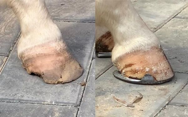 马蹄图片动物_马蹄是什么动物的脚-第2张图片-山城妙识