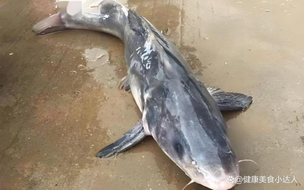 鲶鱼和塘鲺的区别_哪个更好吃-第1张图片-山城妙识