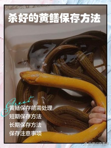 黄鳝怎么杀保留黄鳝血_黄鳝血保存技巧-第1张图片-山城妙识 黄鳝怎么杀保留黄鳝血_黄鳝血保存技巧-第1张图片-山城妙识