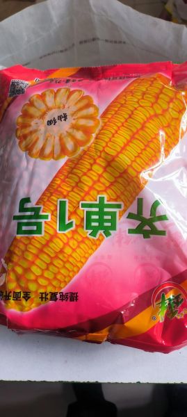 玉米种子批发价格_玉米种子批发哪里便宜-第1张图片-山城妙识 玉米种子批发价格_玉米种子批发哪里便宜-第1张图片-山城妙识