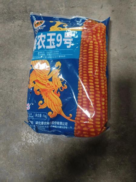 玉米种子批发价格_玉米种子批发哪里便宜-第2张图片-山城妙识 玉米种子批发价格_玉米种子批发哪里便宜-第2张图片-山城妙识