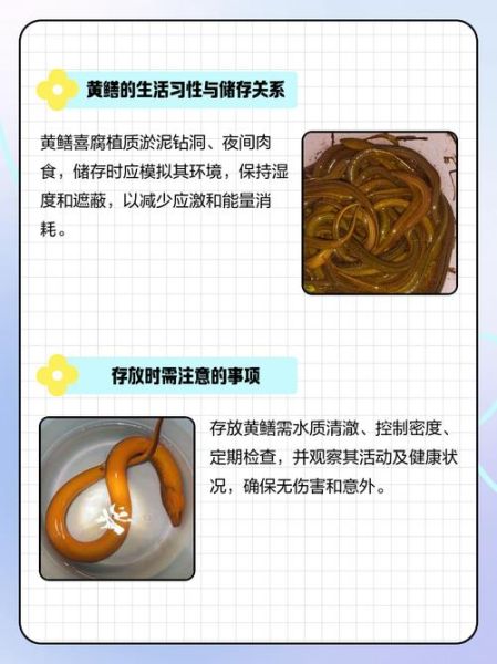 黄鳝怎么杀保留黄鳝血_黄鳝血保存技巧-第2张图片-山城妙识 黄鳝怎么杀保留黄鳝血_黄鳝血保存技巧-第2张图片-山城妙识