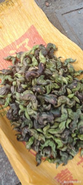 菱角图片大全_菱角长什么样-第3张图片-山城妙识 菱角图片大全_菱角长什么样-第3张图片-山城妙识