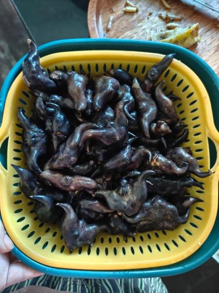 菱角图片大全_菱角长什么样-第2张图片-山城妙识 菱角图片大全_菱角长什么样-第2张图片-山城妙识