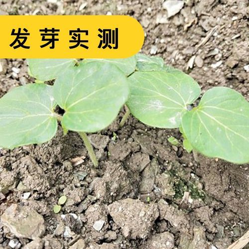 黄秋葵种子什么时候播种最好_春季还是夏季-第1张图片-山城妙识 黄秋葵种子什么时候播种最好_春季还是夏季-第1张图片-山城妙识