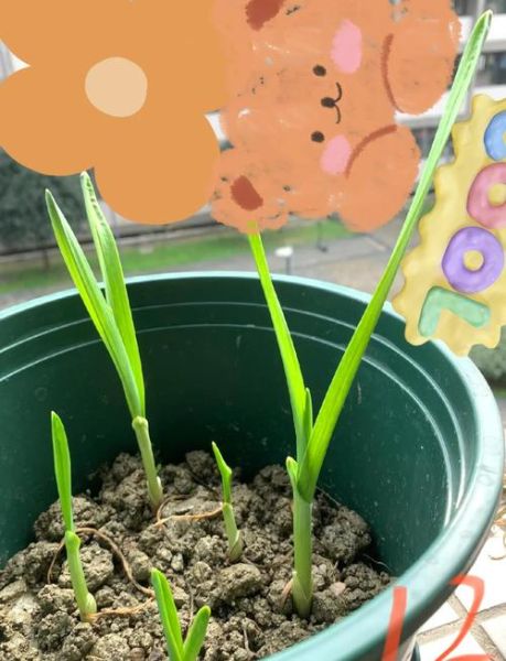 蒜苗怎么种_蒜苗几天发芽-第2张图片-山城妙识 蒜苗怎么种_蒜苗几天发芽-第2张图片-山城妙识