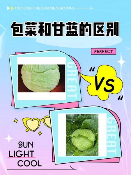 甘蓝和大头菜的区别_哪个更好吃-第1张图片-山城妙识 甘蓝和大头菜的区别_哪个更好吃-第1张图片-山城妙识