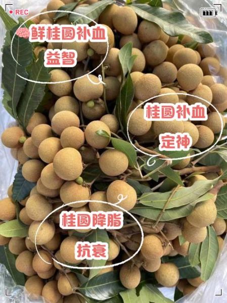 鲜桂圆的功效与作用_鲜桂圆一天吃多少合适-第2张图片-山城妙识 鲜桂圆的功效与作用_鲜桂圆一天吃多少合适-第2张图片-山城妙识