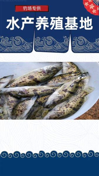 桂鱼现在市场价多少钱一斤_2024最新行情-第3张图片-山城妙识 桂鱼现在市场价多少钱一斤_2024最新行情-第3张图片-山城妙识