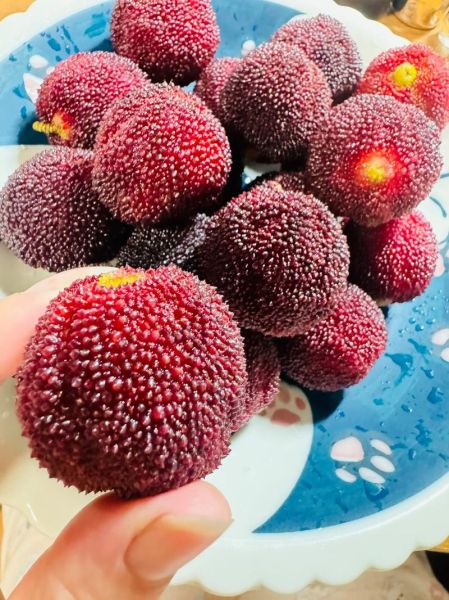 自制杨梅汁怎么做_自制杨梅汁能放几天-第1张图片-山城妙识 自制杨梅汁怎么做_自制杨梅汁能放几天-第1张图片-山城妙识