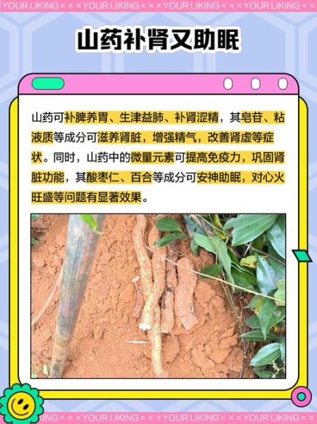 麻山药的功效与作用_麻山药怎么吃最养脾胃-第2张图片-山城妙识 麻山药的功效与作用_麻山药怎么吃最养脾胃-第2张图片-山城妙识