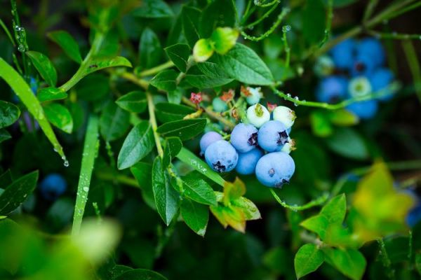 蓝莓壁纸高清下载_蓝莓图片怎么设置桌面-第3张图片-山城妙识 蓝莓壁纸高清下载_蓝莓图片怎么设置桌面-第3张图片-山城妙识