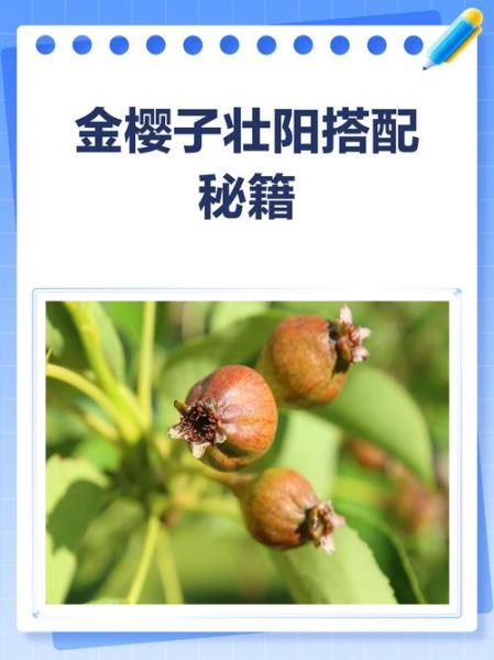 金樱子搭配什么补肾壮阳_金樱子壮阳最佳组合-第1张图片-山城妙识 金樱子搭配什么补肾壮阳_金樱子壮阳最佳组合-第1张图片-山城妙识