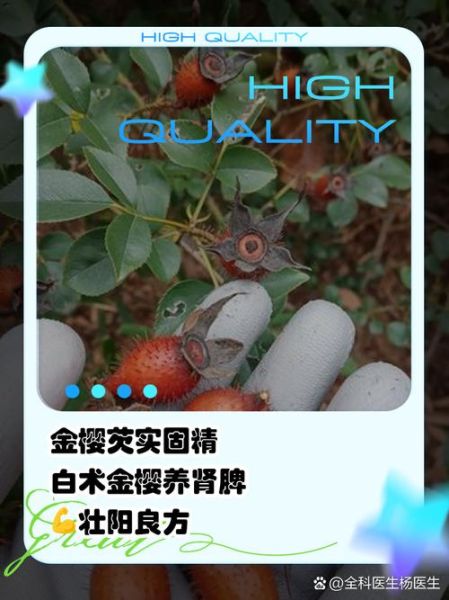 金樱子搭配什么补肾壮阳_金樱子壮阳最佳组合-第2张图片-山城妙识 金樱子搭配什么补肾壮阳_金樱子壮阳最佳组合-第2张图片-山城妙识