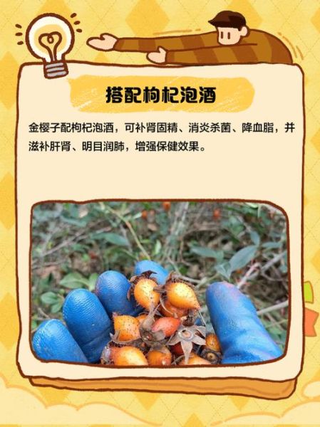 金樱子搭配什么补肾壮阳_金樱子壮阳最佳组合-第3张图片-山城妙识 金樱子搭配什么补肾壮阳_金樱子壮阳最佳组合-第3张图片-山城妙识