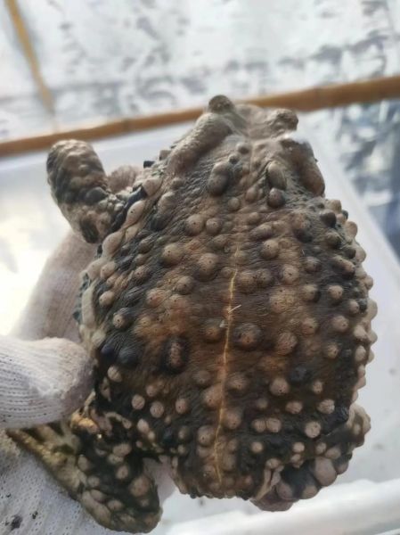 蟾蜍的药用价值_蟾蜍能治哪些病-第2张图片-山城妙识 蟾蜍的药用价值_蟾蜍能治哪些病-第2张图片-山城妙识