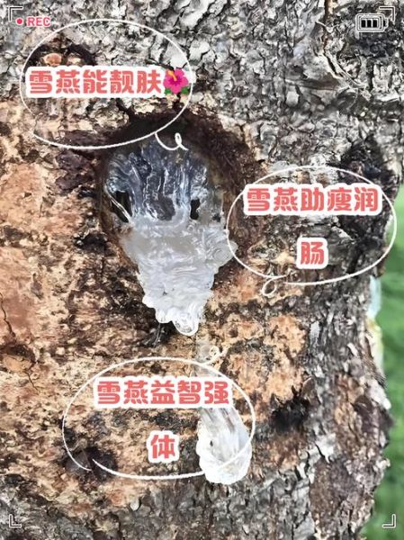 雪燕的功效与作用及禁忌症_雪燕怎么吃效果最好-第1张图片-山城妙识 雪燕的功效与作用及禁忌症_雪燕怎么吃效果最好-第1张图片-山城妙识