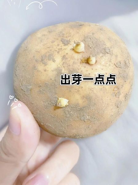 土豆长了一点点小芽还能吃吗_如何安全处理发芽土豆-第2张图片-山城妙识