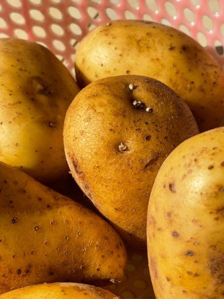 土豆长了一点点小芽还能吃吗_如何安全处理发芽土豆-第3张图片-山城妙识