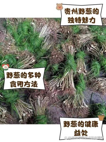 野葱的功效与作用_野葱的禁忌有哪些-第2张图片-山城妙识 野葱的功效与作用_野葱的禁忌有哪些-第2张图片-山城妙识