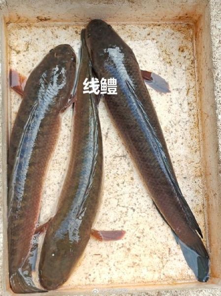 像黑鱼但不是黑鱼是什么鱼_乌鳢和斑鳢区别-第3张图片-山城妙识 像黑鱼但不是黑鱼是什么鱼_乌鳢和斑鳢区别-第3张图片-山城妙识