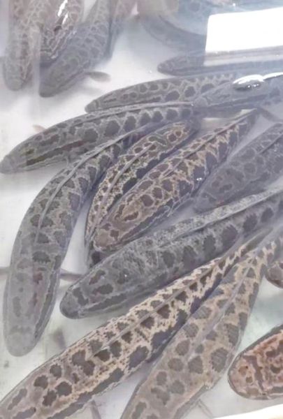 像黑鱼但不是黑鱼是什么鱼_乌鳢和斑鳢区别-第1张图片-山城妙识 像黑鱼但不是黑鱼是什么鱼_乌鳢和斑鳢区别-第1张图片-山城妙识