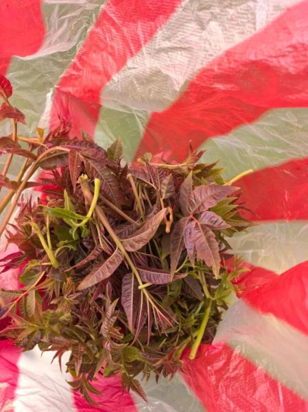 凉拌香椿怎么做_香椿焯水几分钟-第2张图片-山城妙识 凉拌香椿怎么做_香椿焯水几分钟-第2张图片-山城妙识