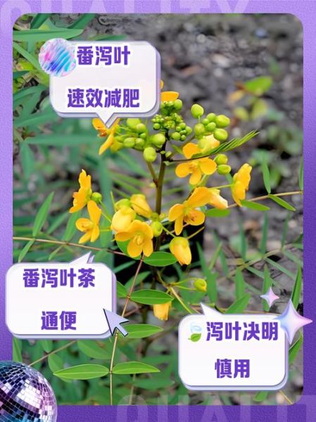 番泻叶减肥正确吃法_番泻叶一天喝几次不伤身-第1张图片-山城妙识 番泻叶减肥正确吃法_番泻叶一天喝几次不伤身-第1张图片-山城妙识