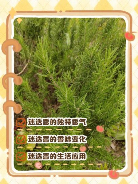 迷迭香是什么味道_迷迭香闻起来像什么-第3张图片-山城妙识 迷迭香是什么味道_迷迭香闻起来像什么-第3张图片-山城妙识